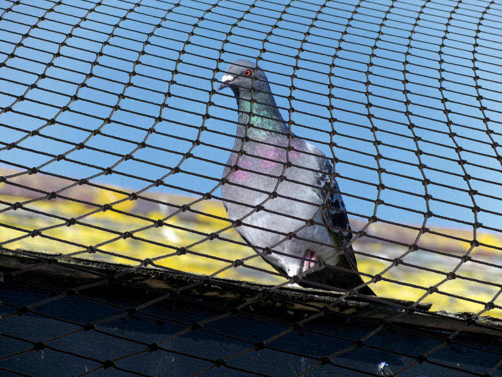 Knitted Bird Net - Mesh4